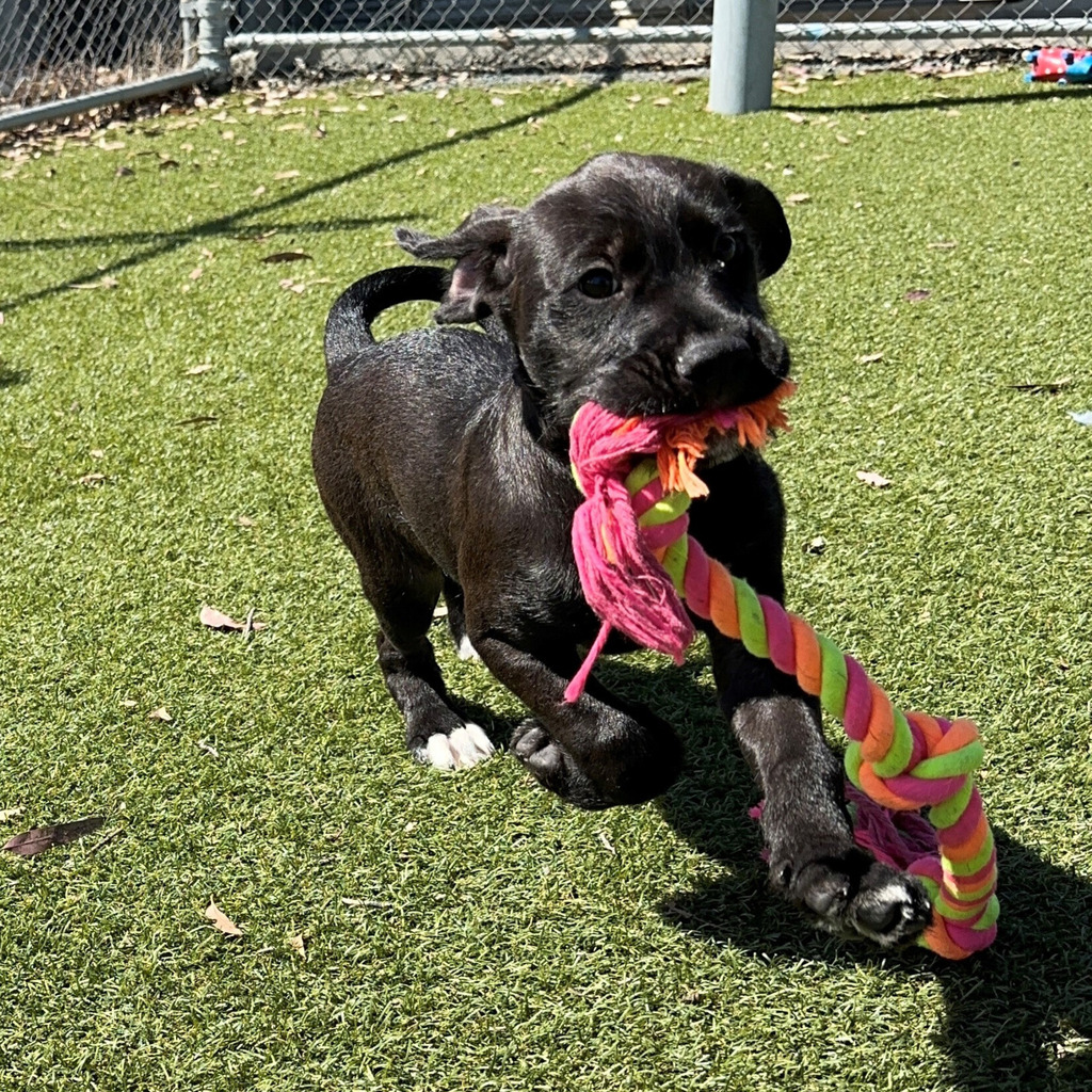 Winston - Medium Male Staffordshire Bull Terrier x Springerdoodle Mix Dog in VIC - PetRescue