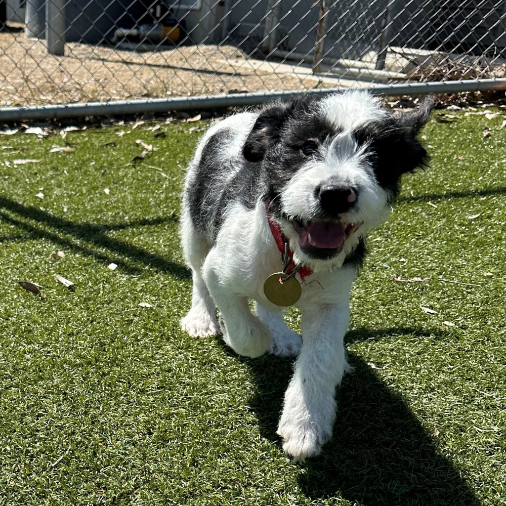 Winston - Medium Male Staffordshire Bull Terrier x Springerdoodle Mix ...