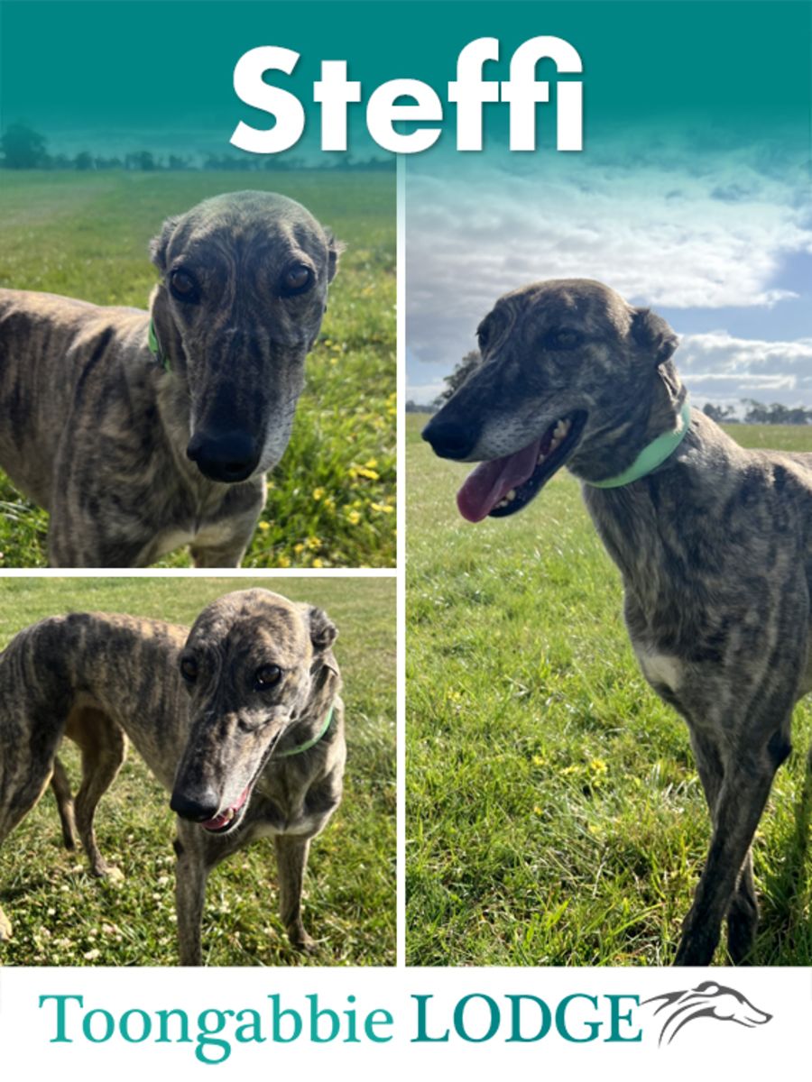 Steffi - Small Female Greyhound Dog in VIC - PetRescue