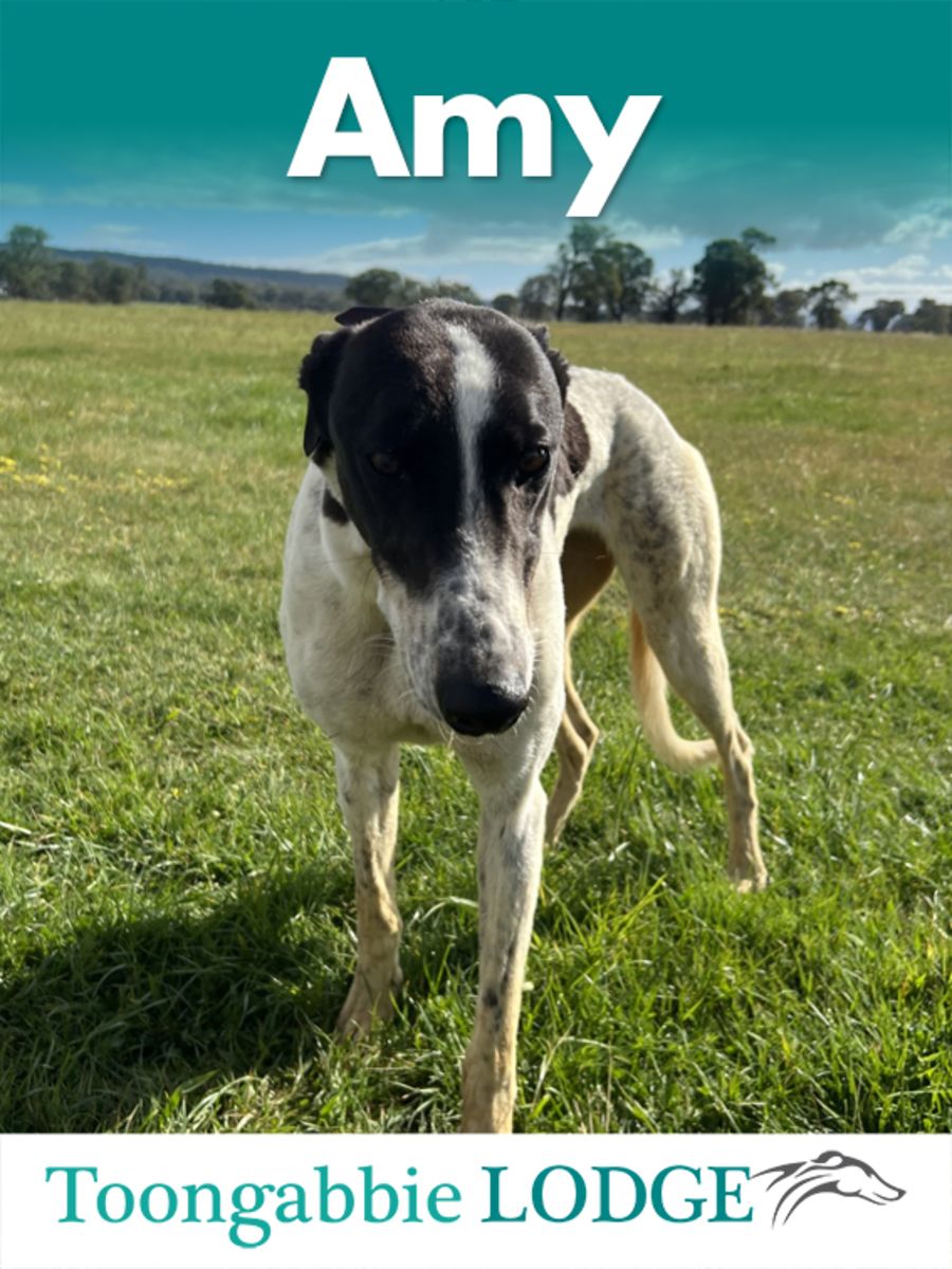 Amy - Medium Female Greyhound Dog in VIC - PetRescue