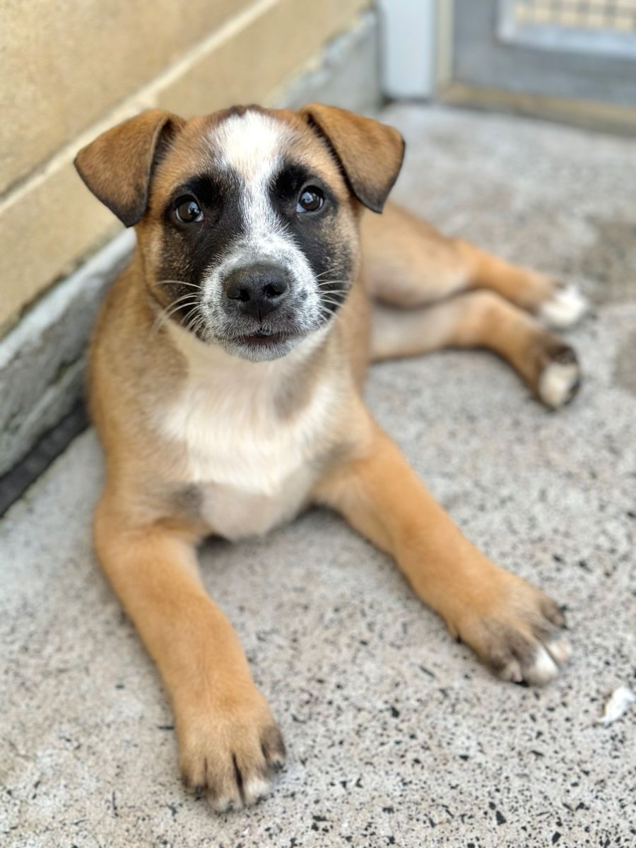 Roo - Large Male German Shepherd x Kelpie x Australian Cattle Dog Mix ...