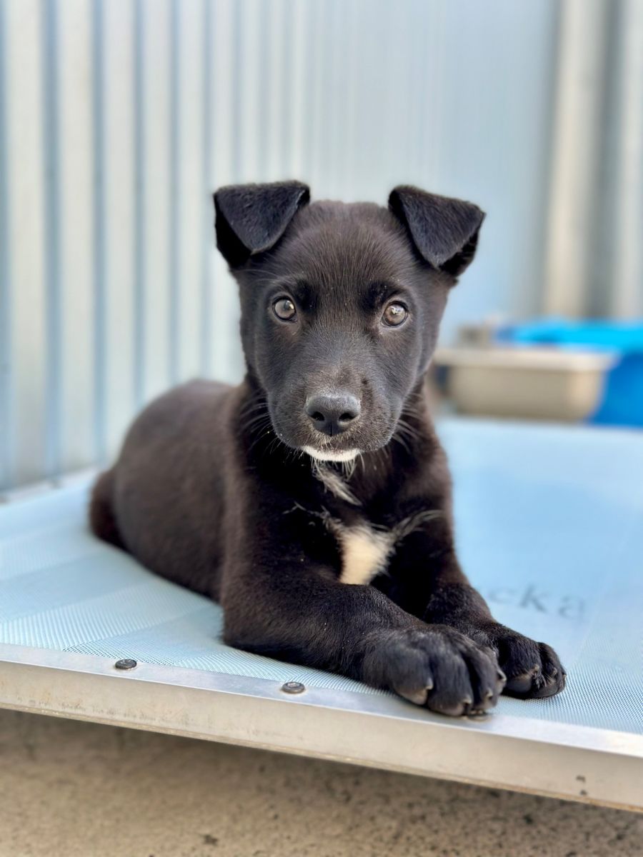 Bixby - Large Male German Shepherd x Kelpie x Australian Cattle Dog Mix ...