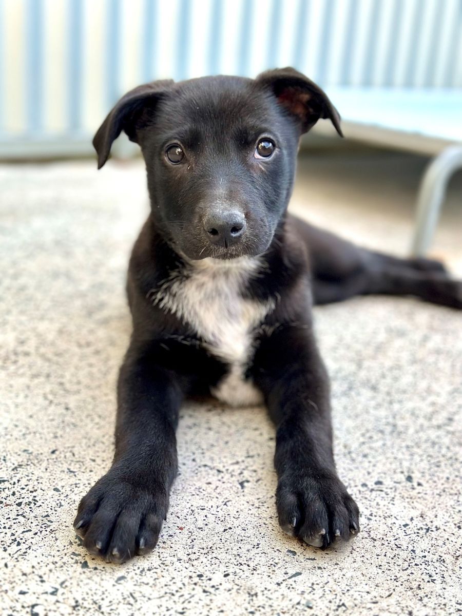 Bonnie - Large Female German Shepherd x Kelpie x Australian Cattle Dog ...