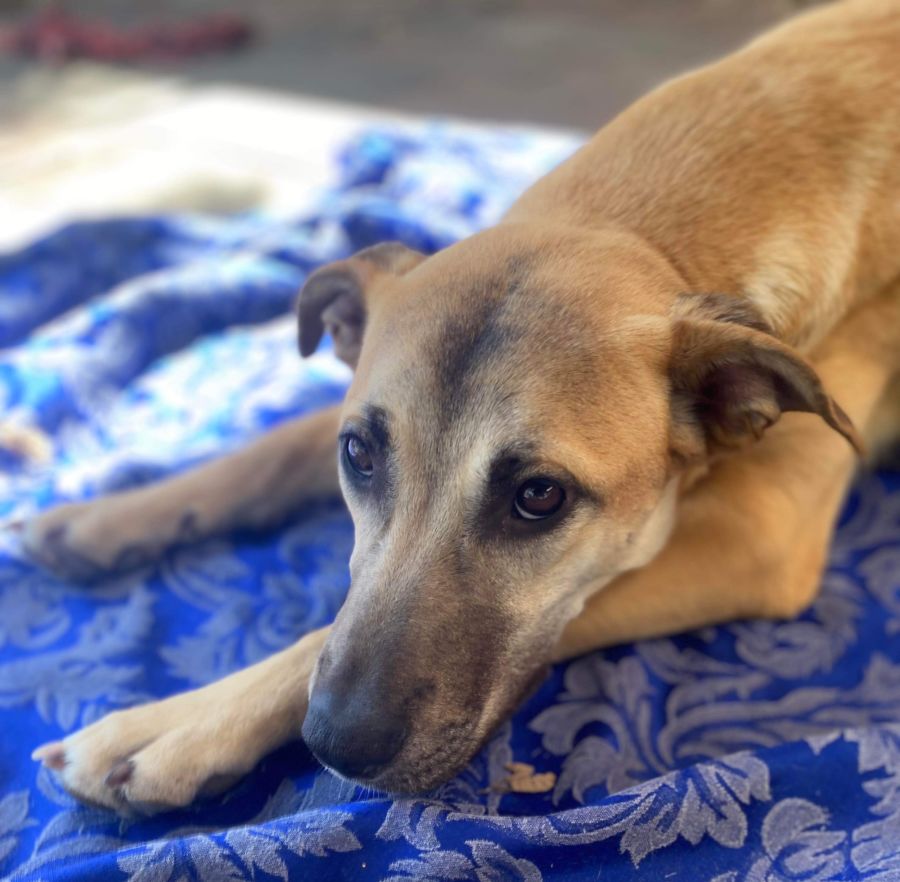 Izzy - Large Female Ridgeback Mix Dog in QLD - PetRescue