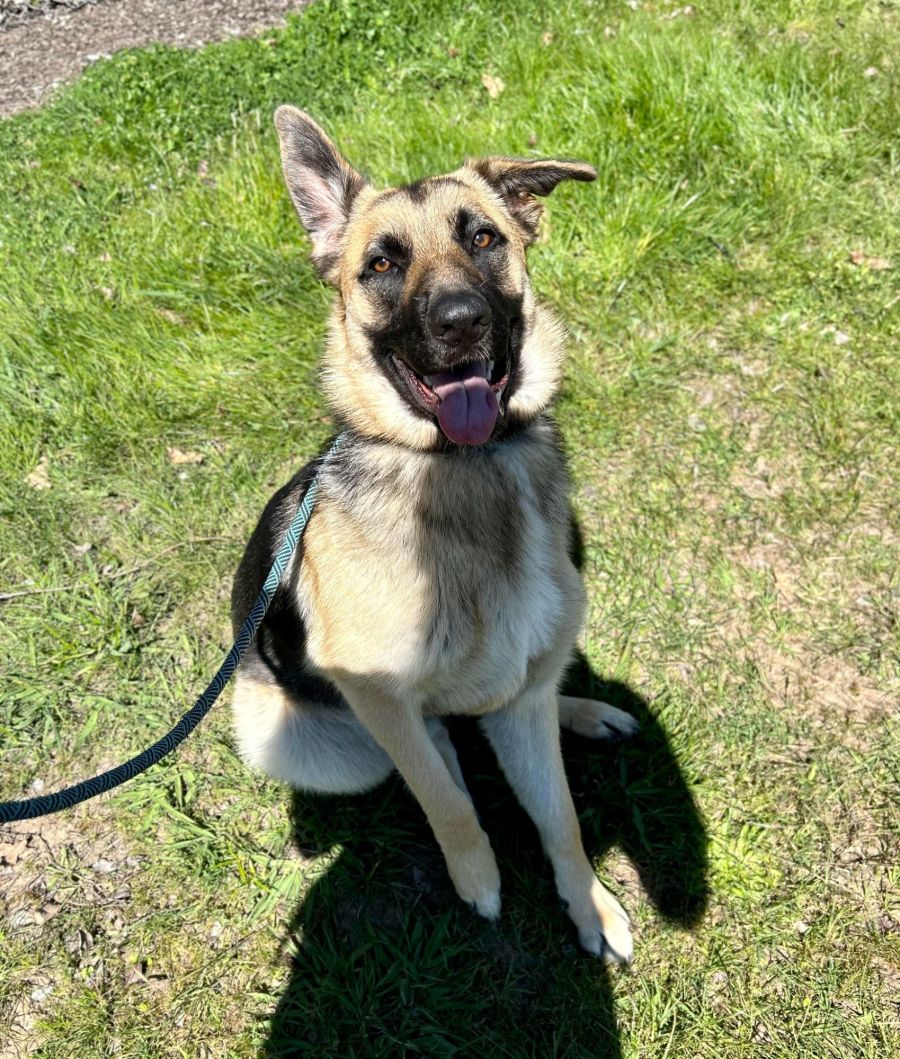 Nahla - Large Female German Shepherd Mix Dog in VIC - PetRescue