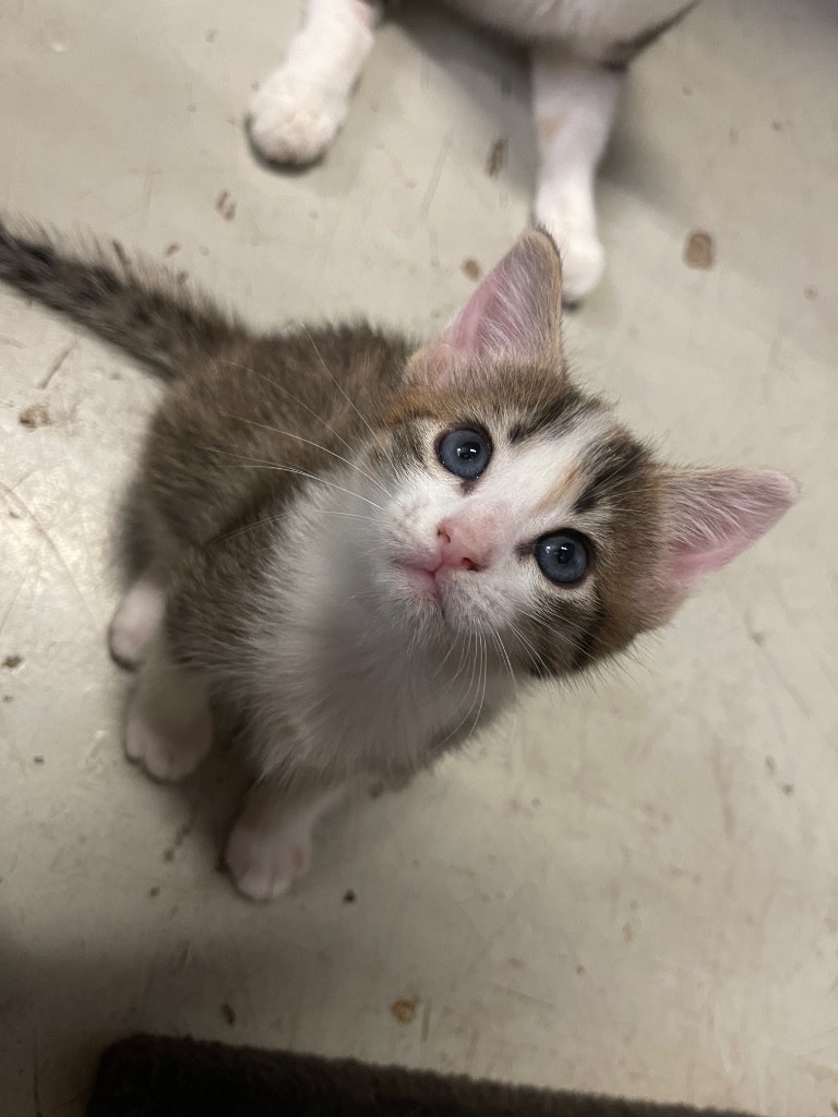 Nutella - Female Domestic Short Hair Cat in NT - PetRescue