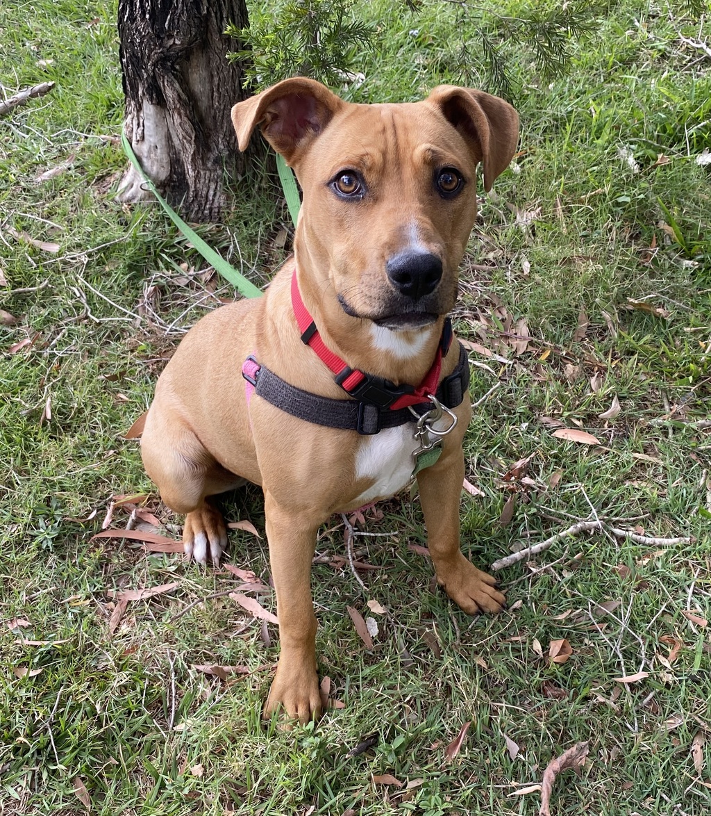 Eva - Medium Female American Staffordshire Bull Terrier Mix Dog in QLD ...