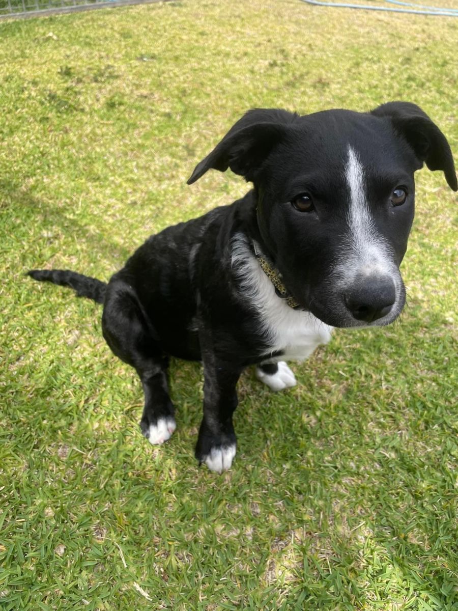 Cosmo - Medium Male Kelpie x Border Collie Mix Dog in QLD - PetRescue