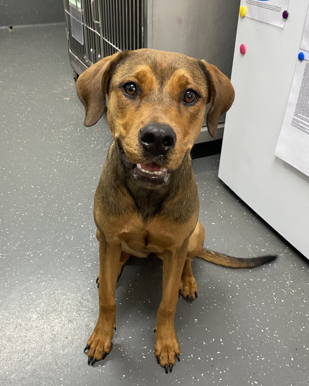 Nala - Medium Female Rhodesian Ridgeback x Rottweiler Mix Dog in QLD ...