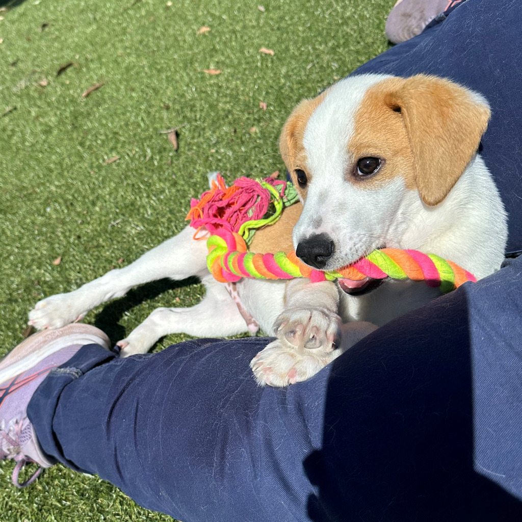 Baxter - Medium Male Beagle Mix Dog in VIC - PetRescue