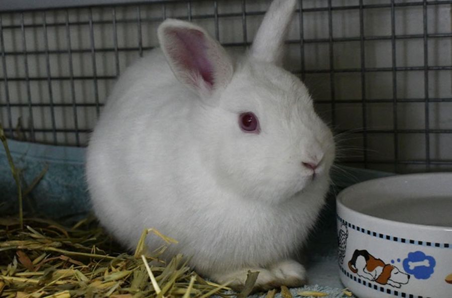 Nova 280 - Female Dwarf Rabbit in NSW - PetRescue