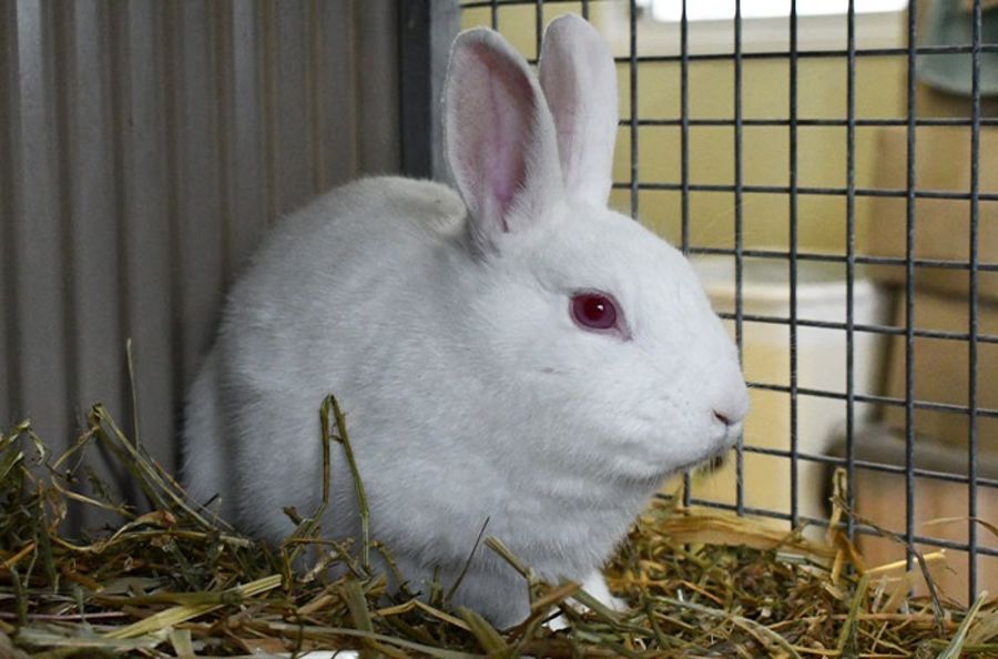 Iris 281 - Female Dwarf Rabbit in NSW - PetRescue