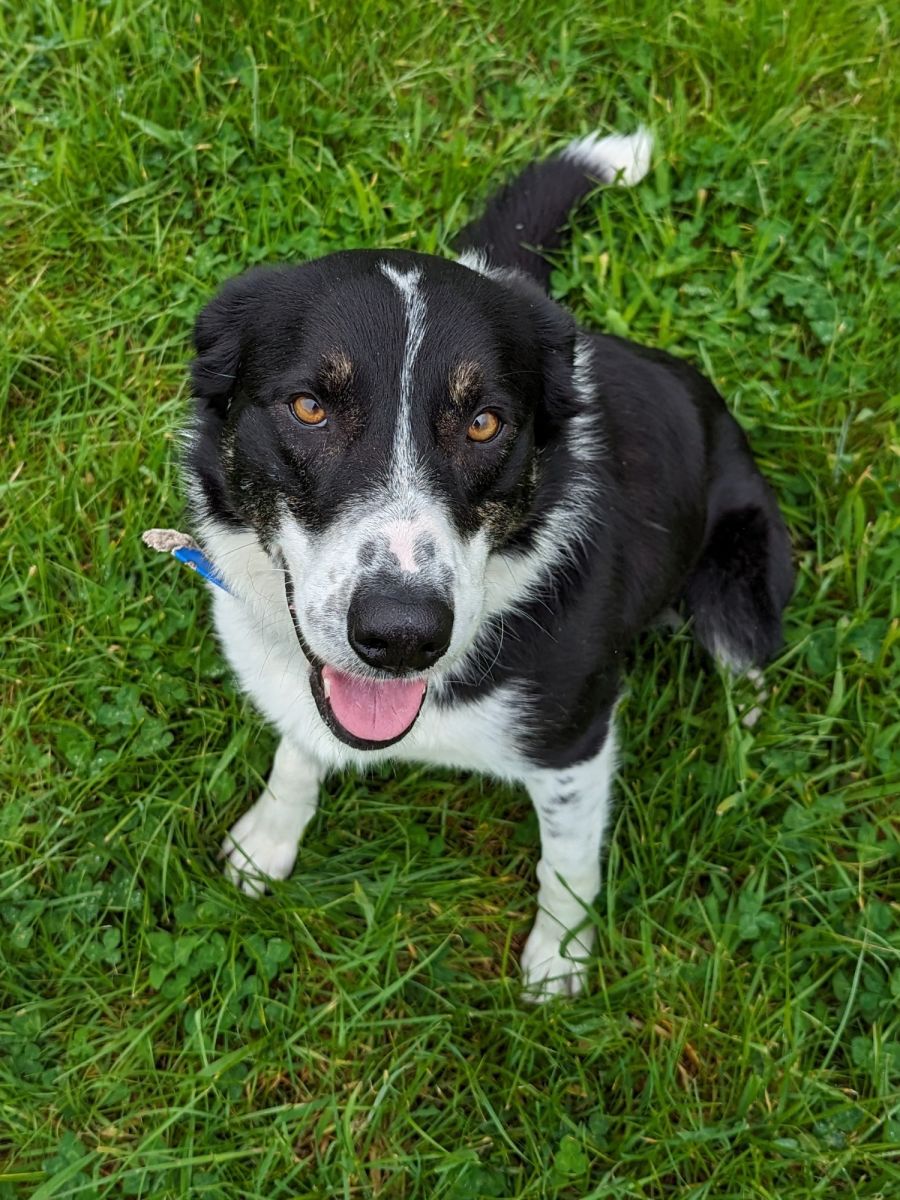 Mac - Medium Male Border Collie Dog in VIC - PetRescue