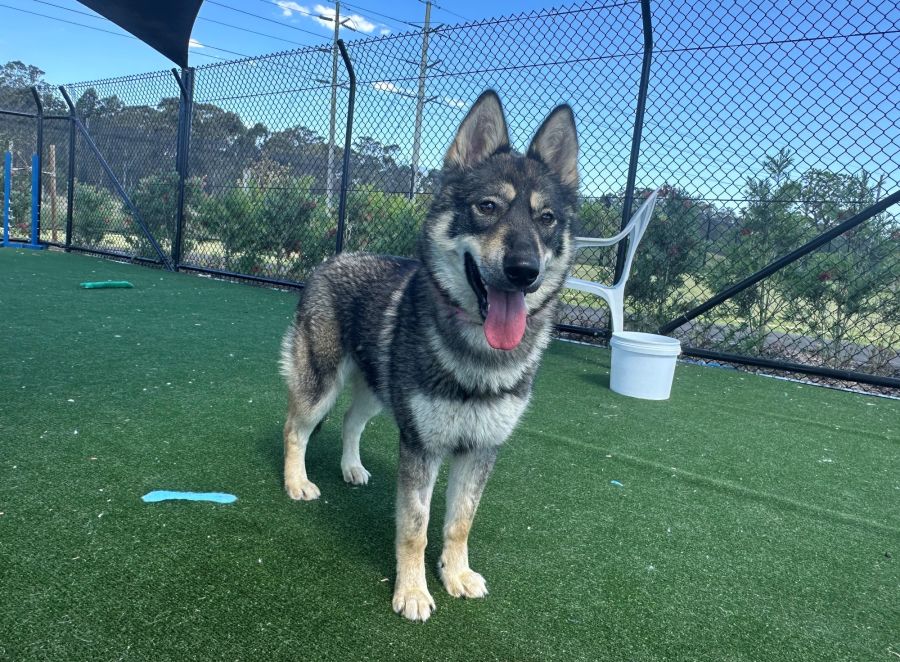 Sharon imp 1646 - Medium Female German Shepherd Mix Dog in NSW - PetRescue