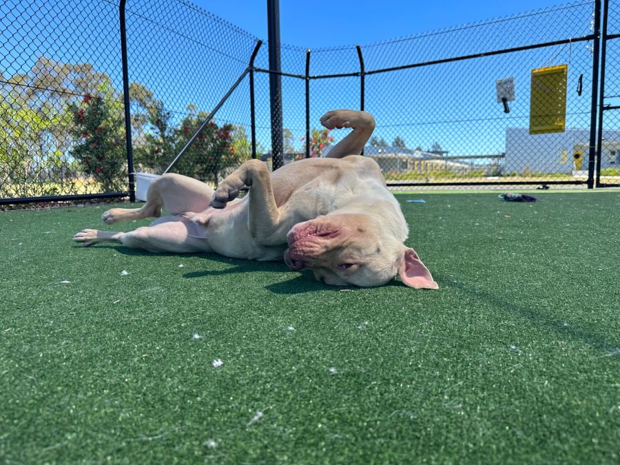 Thomas imp 1407 - Medium Male Amstaff Dog in NSW - PetRescue