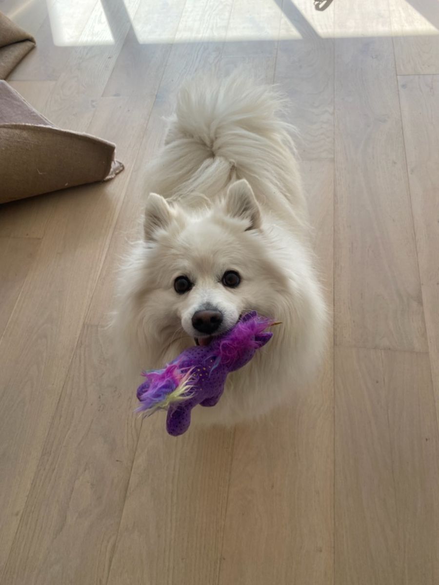 Petey - Small Male Spitz Dog in NSW - PetRescue