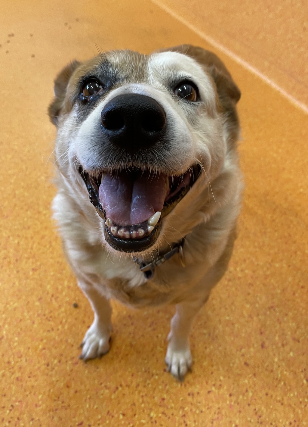 Millie - Large Female Australian Stumpy Tail Cattle Dog x Kelpie Mix ...