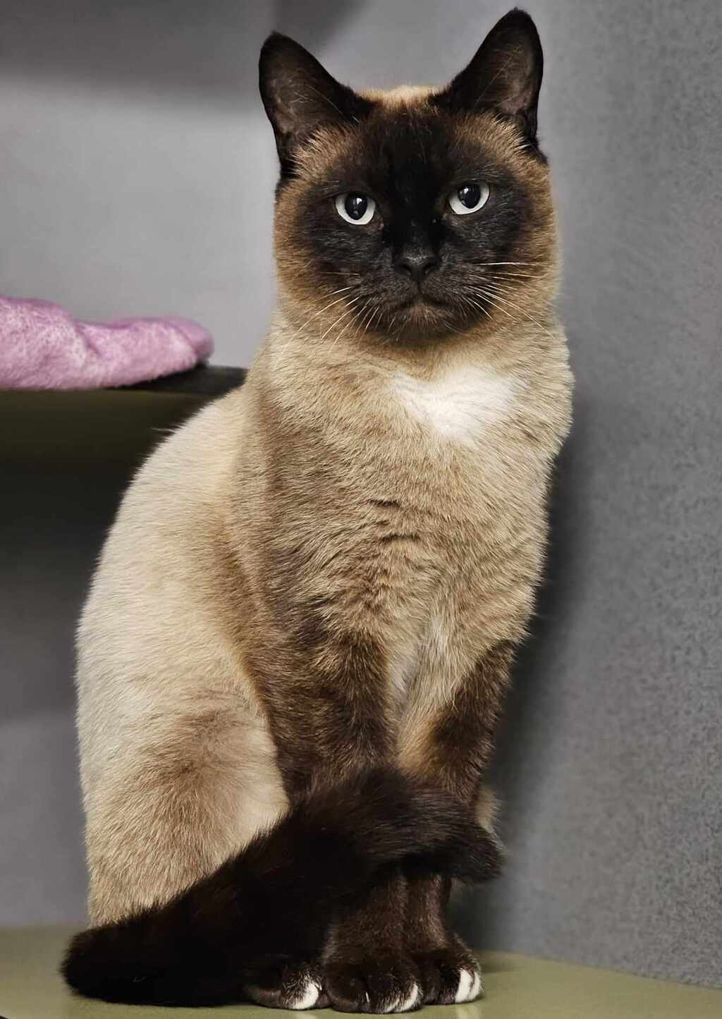 Cadbury - Female Layanese Mix Cat in QLD - PetRescue