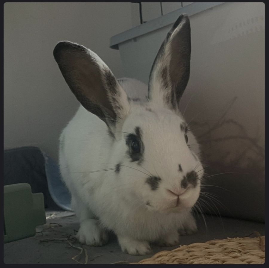 Tofu with Mr Miso - Male Rabbit in VIC - PetRescue