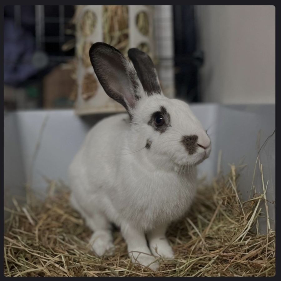 Mr Miso - Male Rabbit in VIC - PetRescue