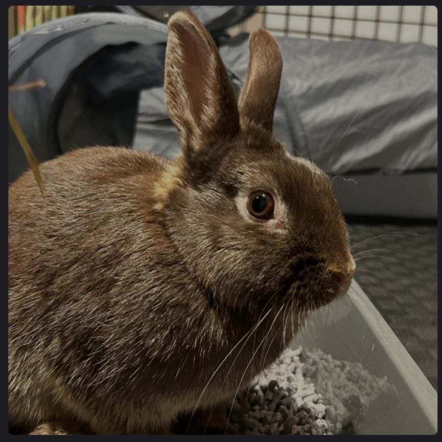 Nani - Female Dwarf Rabbit in VIC - PetRescue