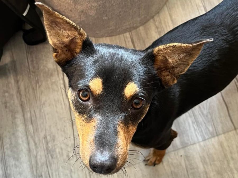 Winnie - Small Female Fox Terrier Mix Dog in NSW - PetRescue