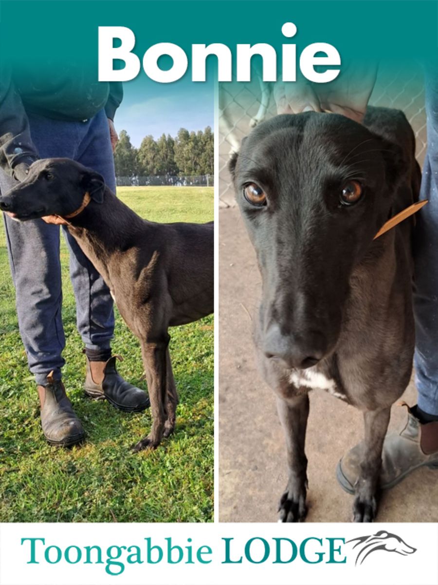 Bonnie - Small Female Greyhound Dog in VIC - PetRescue