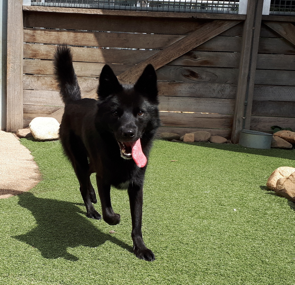 Fernando - Small Male Border Collie x Finnish Spitz Mix Dog in VIC ...