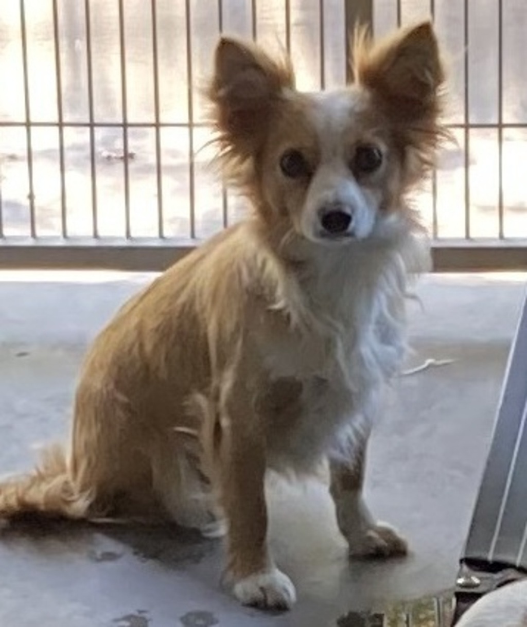 Blondie - Small Female Long Hair Chihuahua Mix Dog in QLD - PetRescue