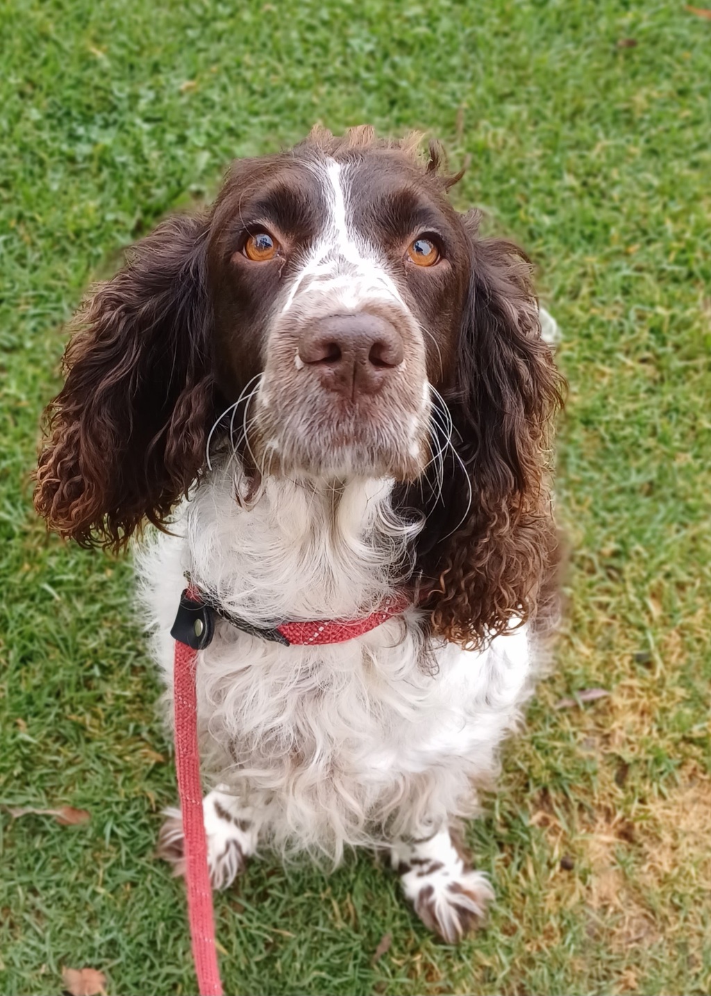 Pippa - Medium Female English Springer Spaniel Dog in VIC - PetRescue