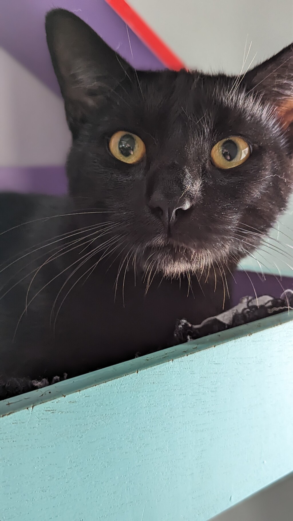 Goji - Male Domestic Short Hair Mix Cat in QLD - PetRescue