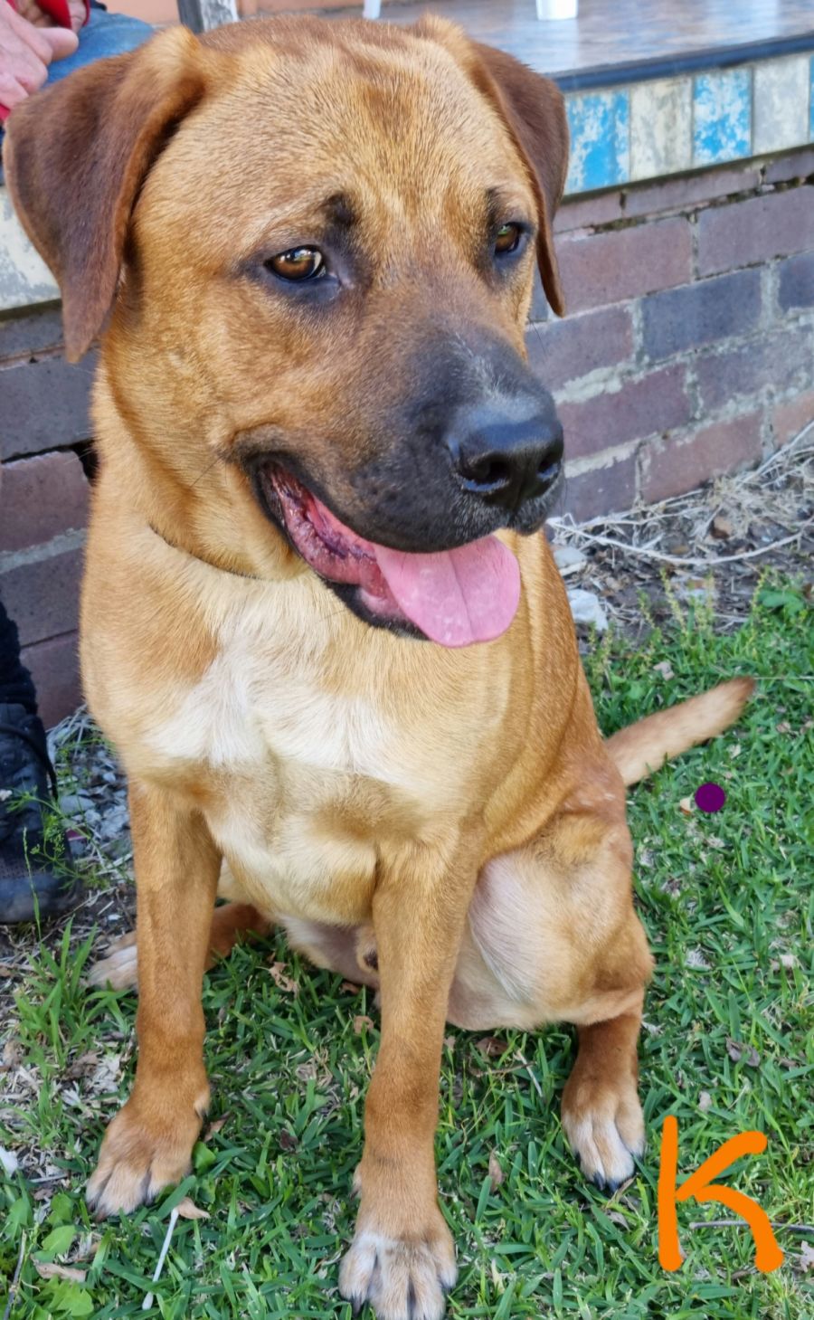 Kingsley - Large Male Mastiff Mix Dog in NSW - PetRescue