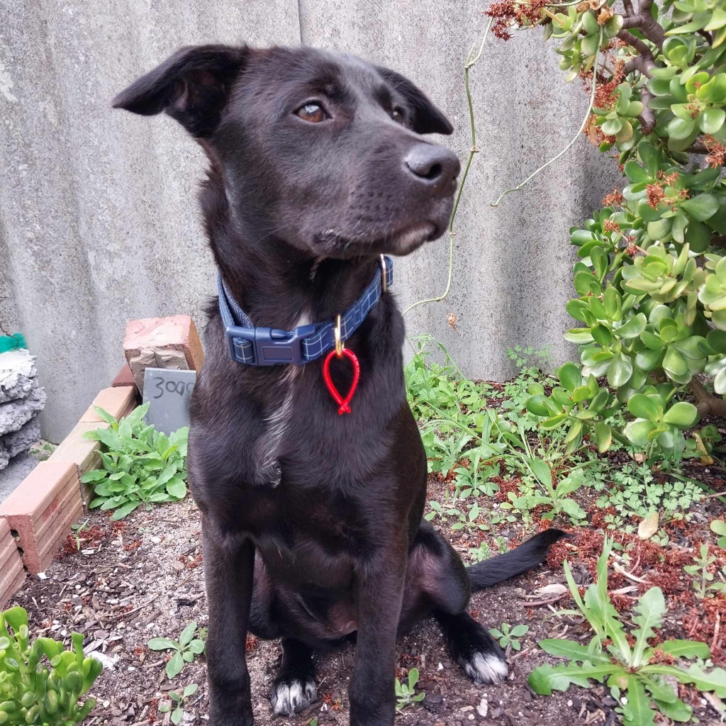 Zura - Medium Female Rhodesian Ridgeback x Mixed Breed Mix Dog in WA ...