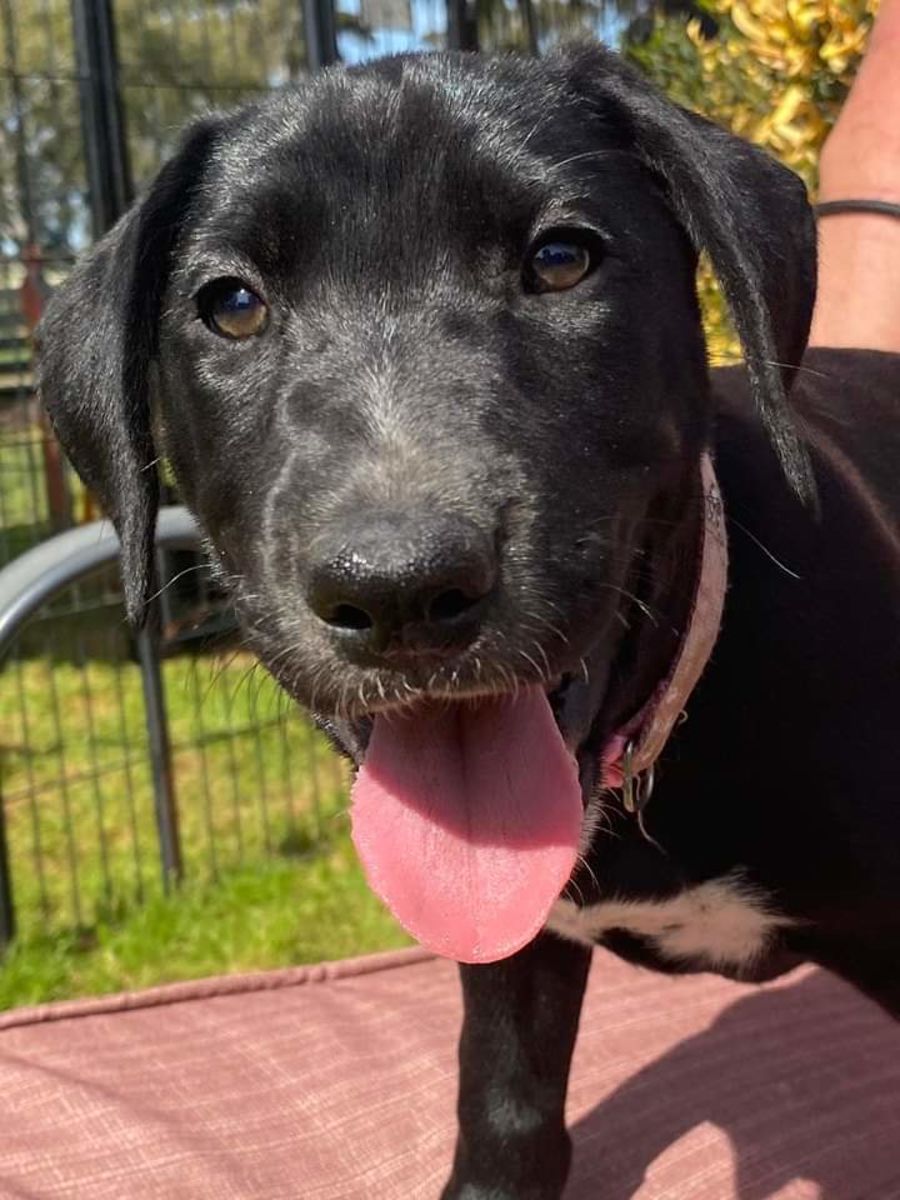 Reggie - Medium Female German Shorthaired Pointer x Greyhound x Bull ...