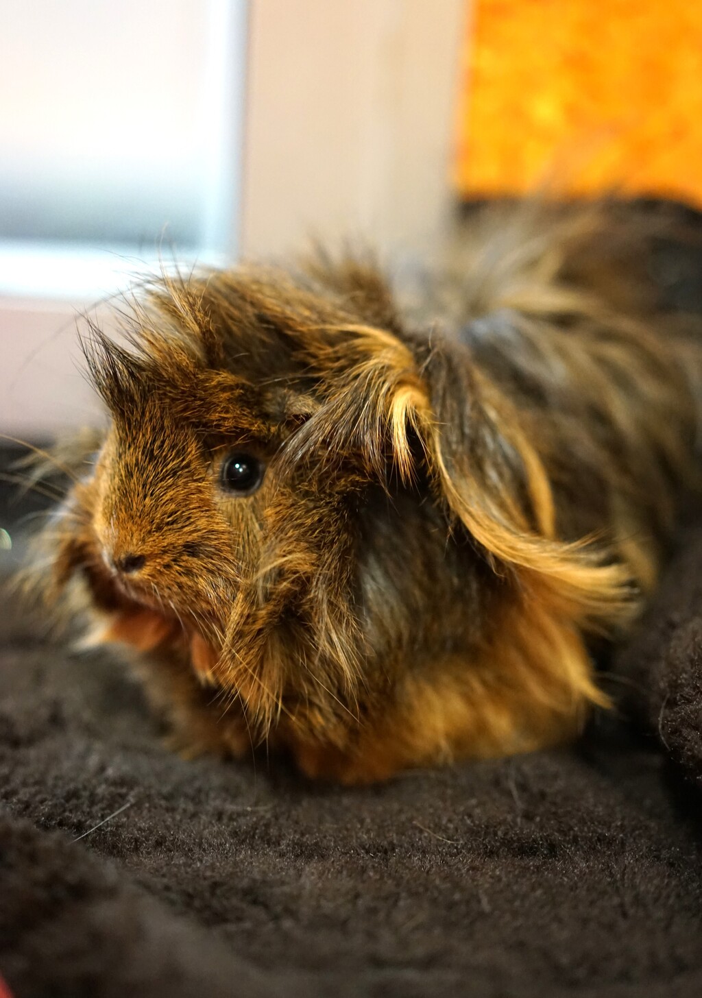 Miss Nutmeg - Female Short-hair Peruvian (Long Haired) Mix Guinea Pig ...