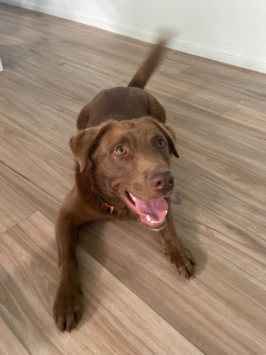 Ollie - Medium Male Labrador x Kelpie Mix Dog in NSW - PetRescue