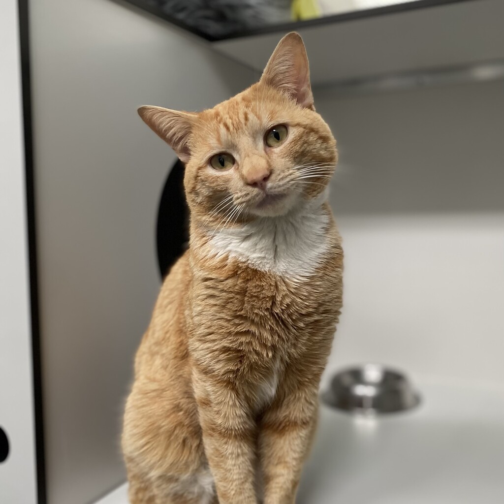 Alfredo - Male Domestic Short Hair Cat in VIC - PetRescue