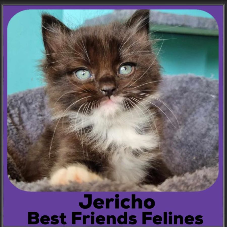 Jericho - Male Domestic Medium Hair Cat in QLD - PetRescue