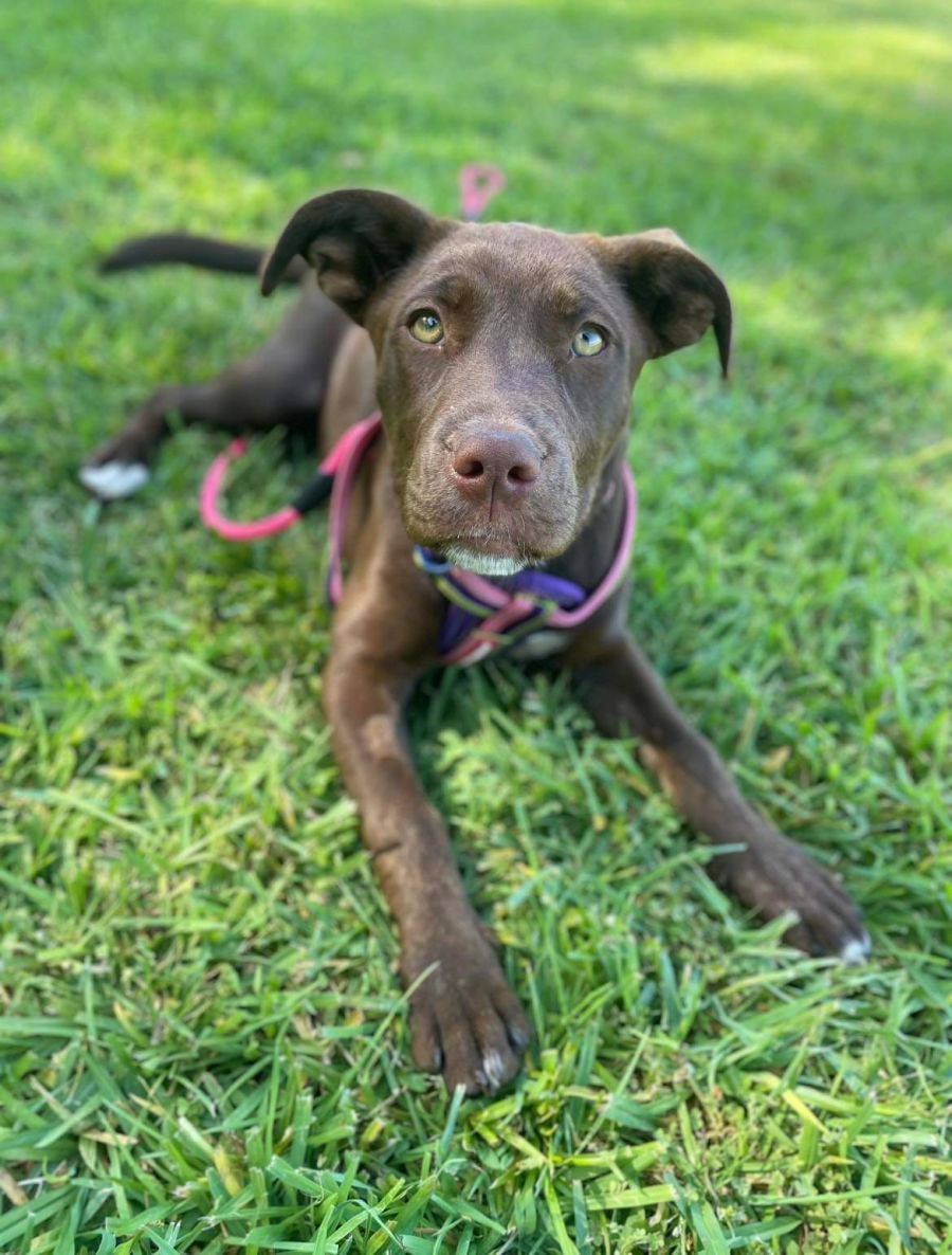 Lulu - Medium Female Labrador x Staffy Mix Dog in QLD - PetRescue