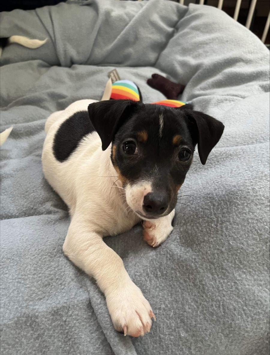 Sam - Small Male Fox Terrier x Pomeranian Mix Dog in QLD - PetRescue