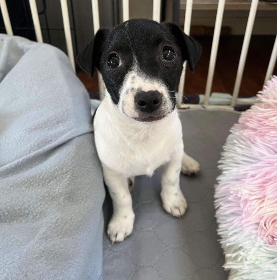 Kaya - Small Female Fox Terrier x Pomeranian Mix Dog in QLD - PetRescue