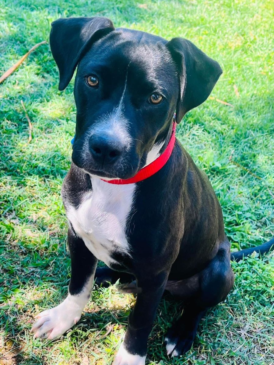 Beans - Medium Male Staffy x Border Collie Mix Dog in QLD - PetRescue