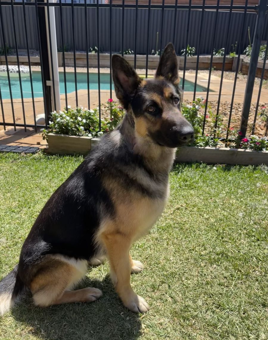 Kirra - Large Female German Shepherd Dog in QLD - PetRescue