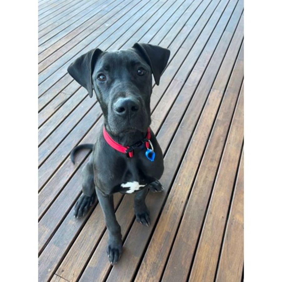 Audrey - Large Female Great Dane Mix Dog in QLD - PetRescue
