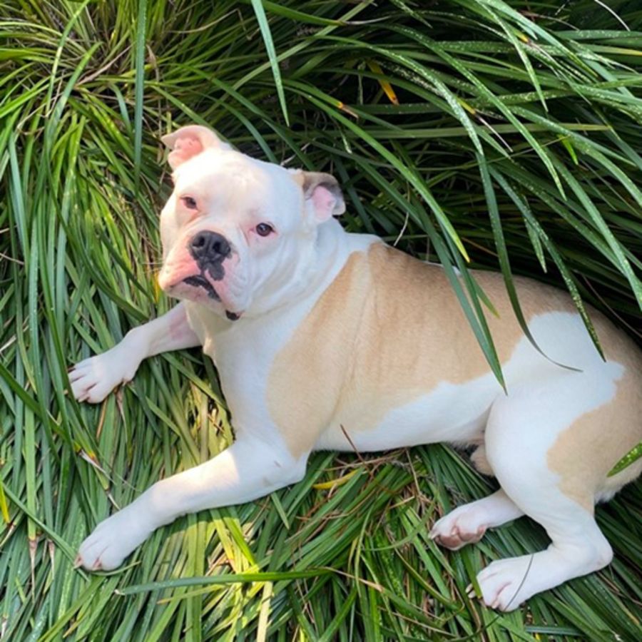 Boof - Medium Male Australian Bulldog Mix Dog in QLD - PetRescue