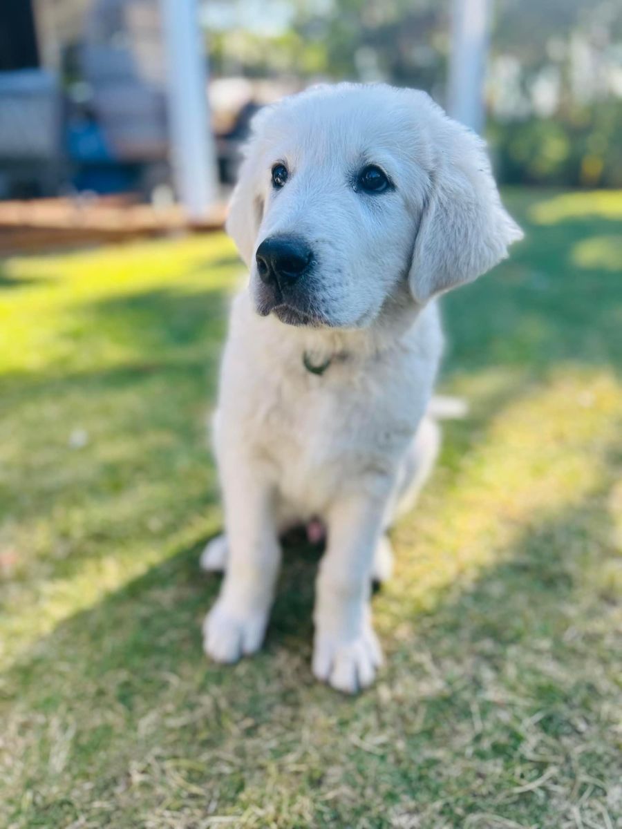 Mason - Large Male Maremma Sheepdog Dog in QLD - PetRescue