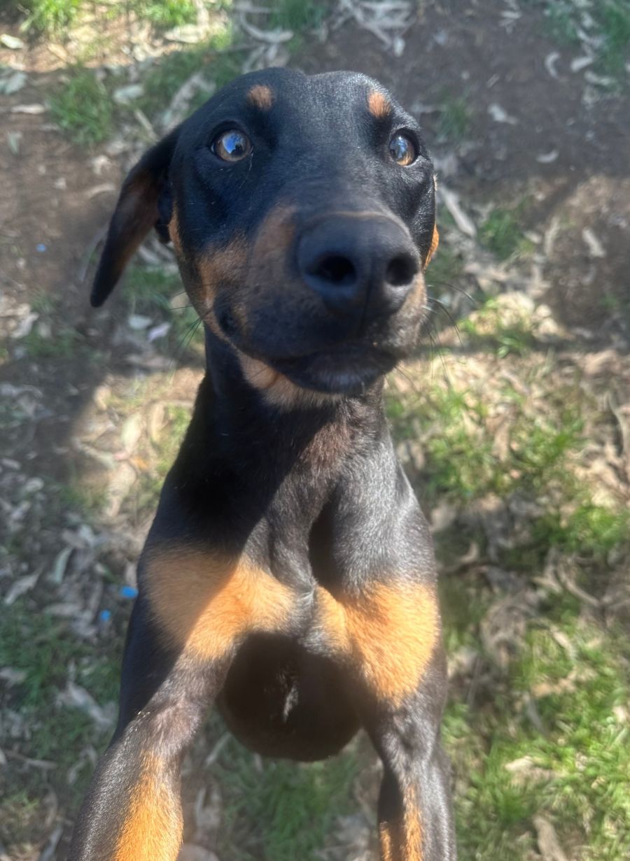 Kane - Medium Male Doberman Mix Dog in NSW - PetRescue