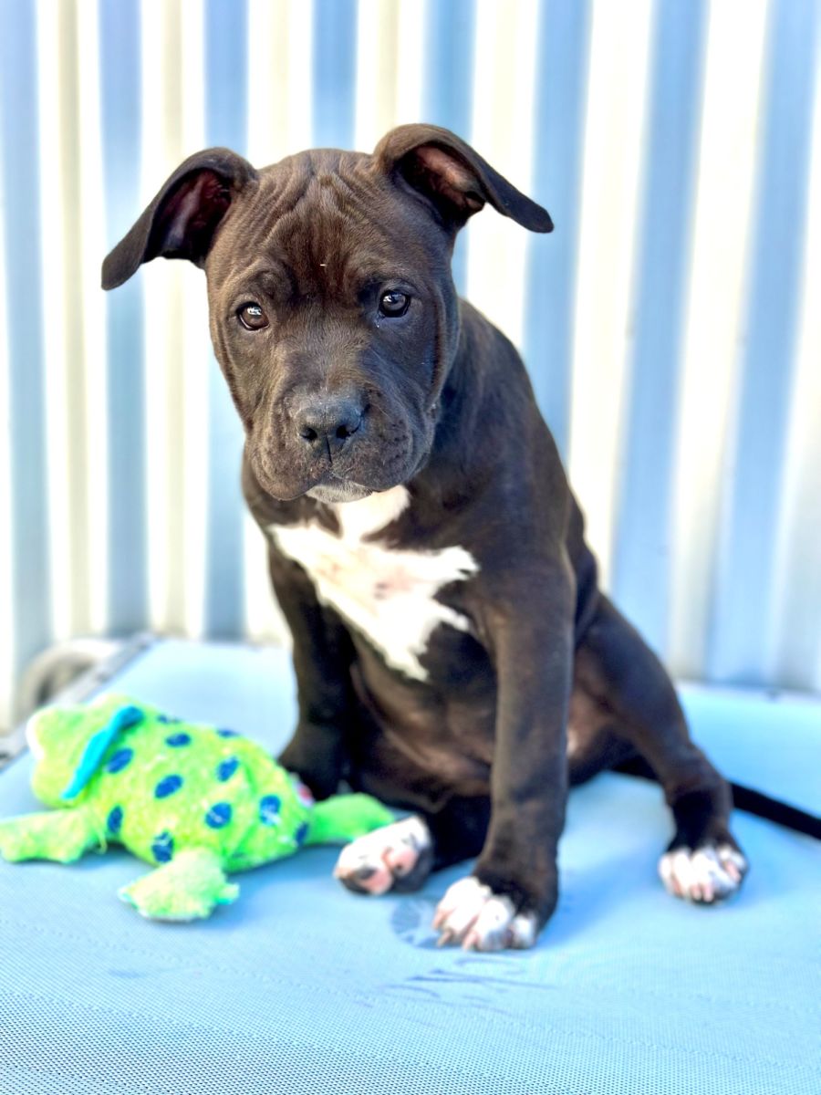 Scuttle - Large Female American Staffordshire Terrier Mix Dog in NSW ...