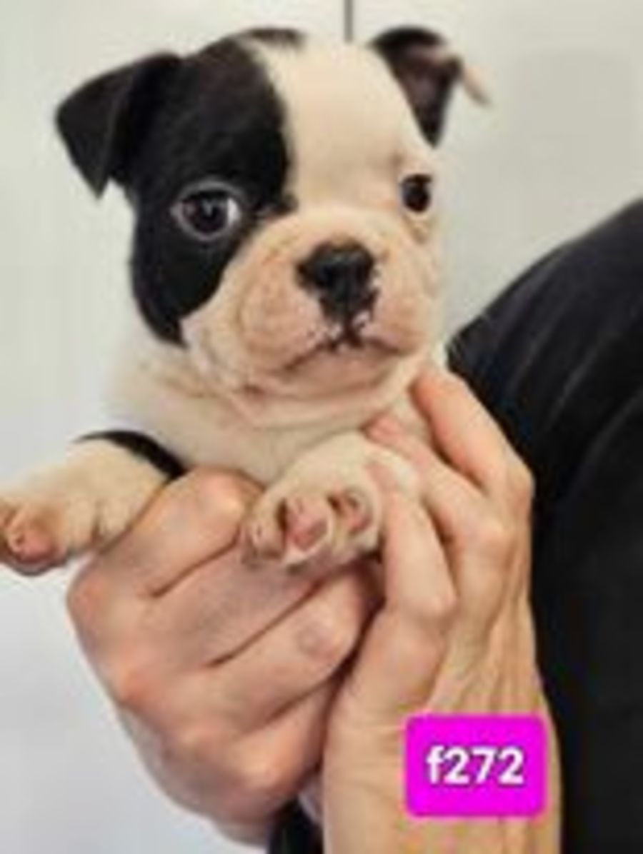 Frankie - Small Female Boston Terrier Dog in NSW - PetRescue