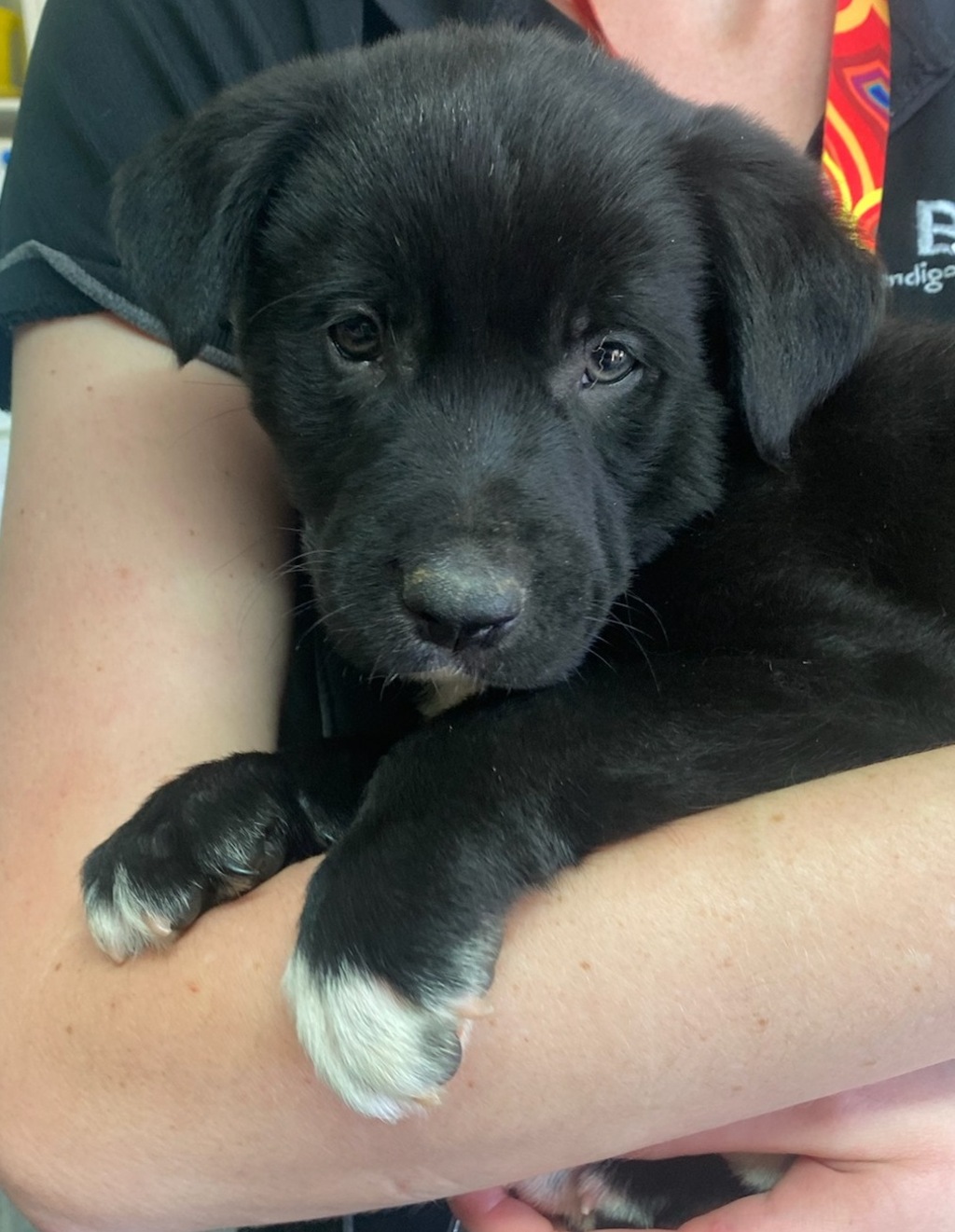 Bulbasaur - Small Male Border Collie x German Coolie Mix Dog in VIC ...